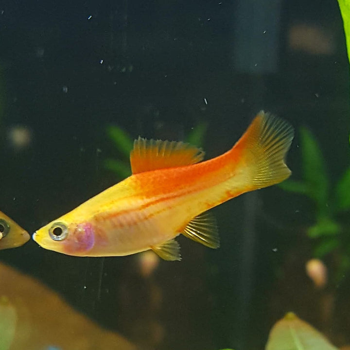 Tropical Fish – Simply Fish
