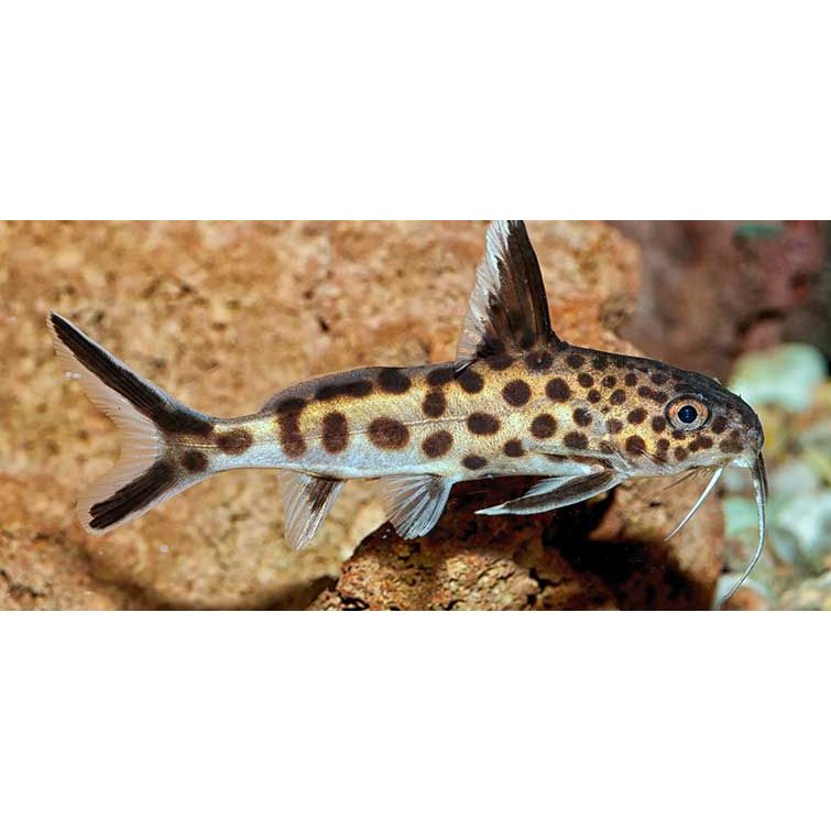 Petricola Synodotis Catfish – Simply Fish