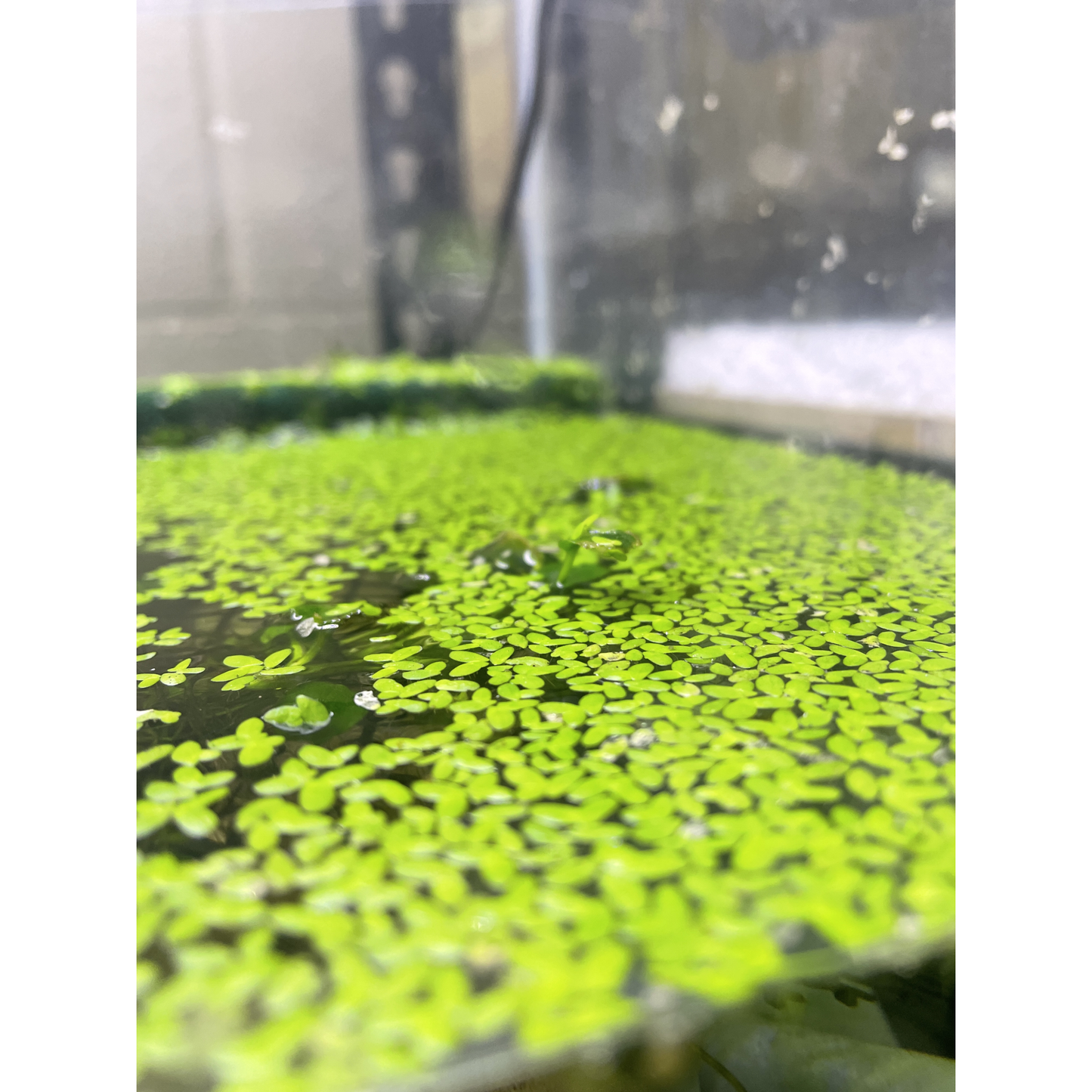 Duck Weed – Simply Fish
