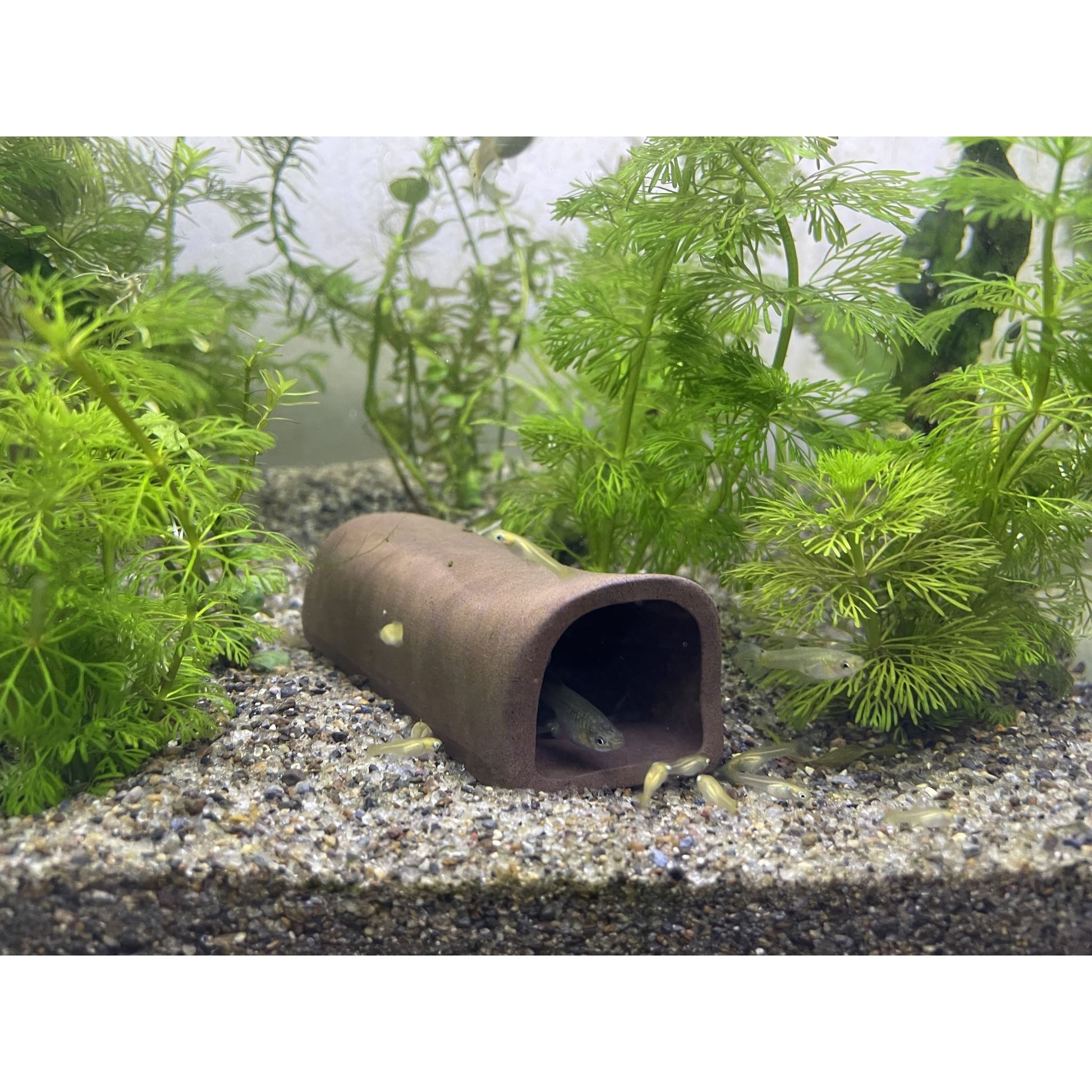Ceramic Fish Cave – Simply Fish