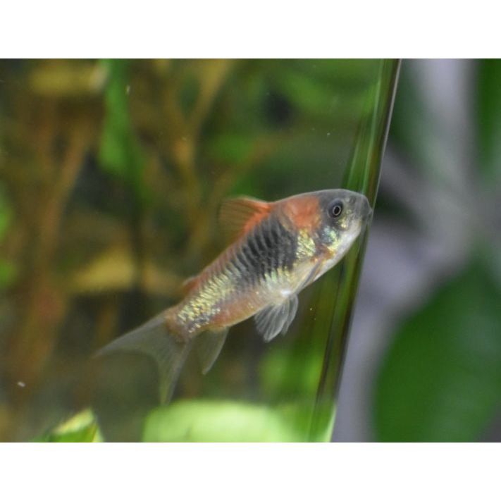 Orange Venezuelan Corydora – Simply Fish