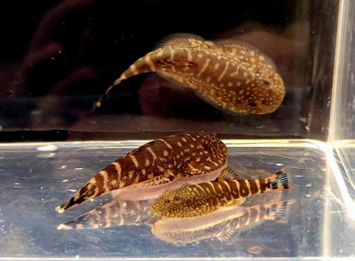Hillstream Loach (Borneo Sucker)