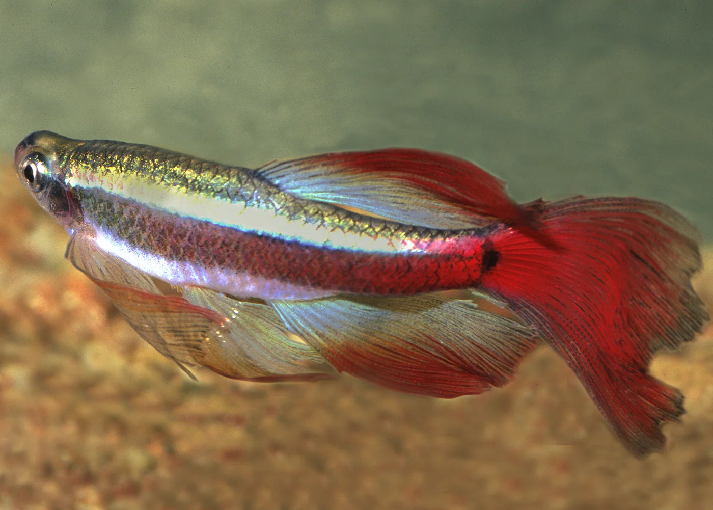 Long Finnned Mountain Minnow