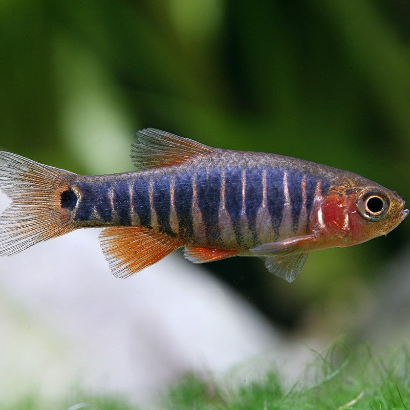 Red Faced Danio (Dwarf Emerald Rasbora)