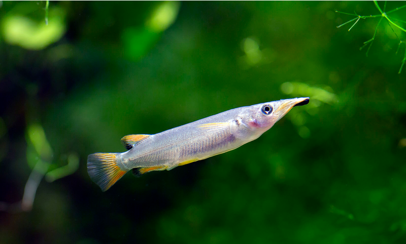 Celebes Halfbeak