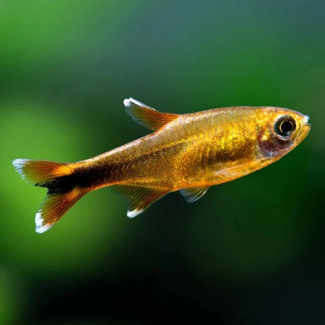 Silvertip Tetra (Hasemania nana) – Simply Fish