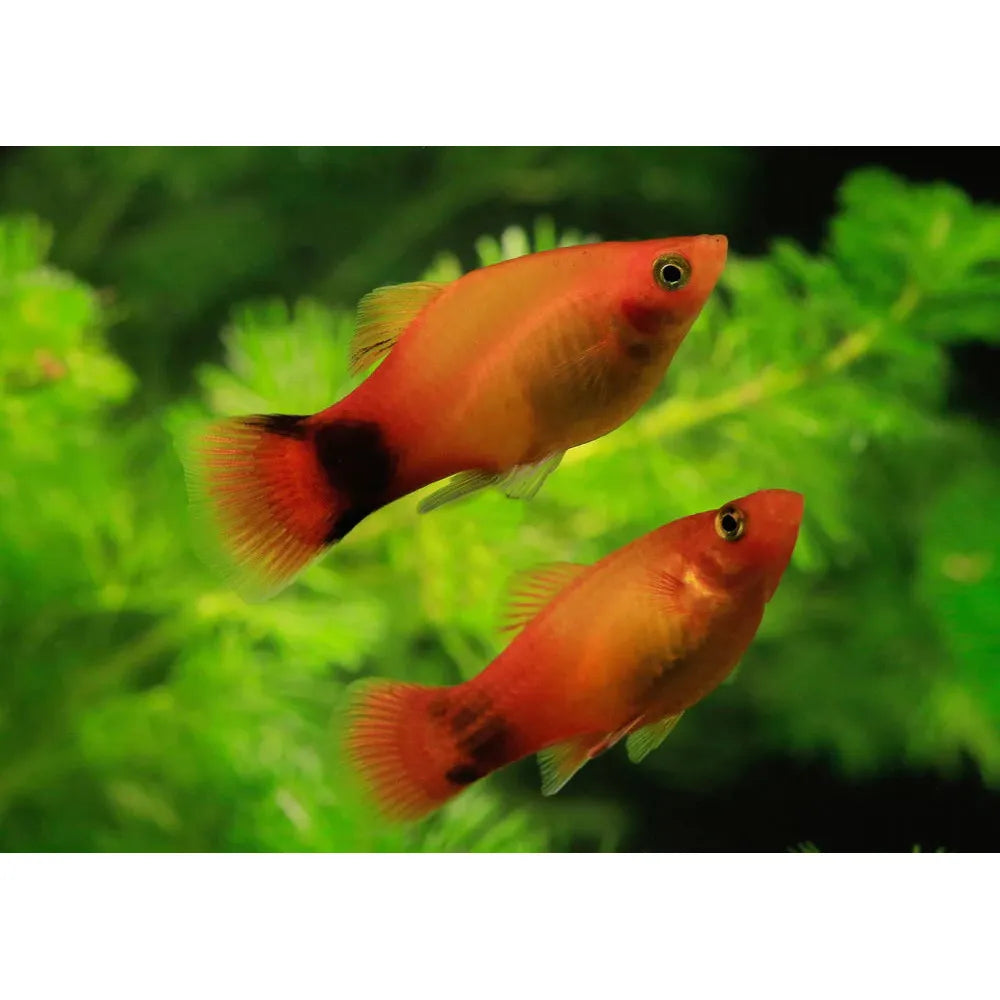 Assorted Platy – Simply Fish