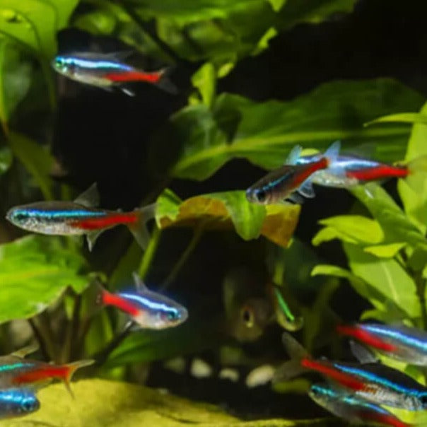 Tetras