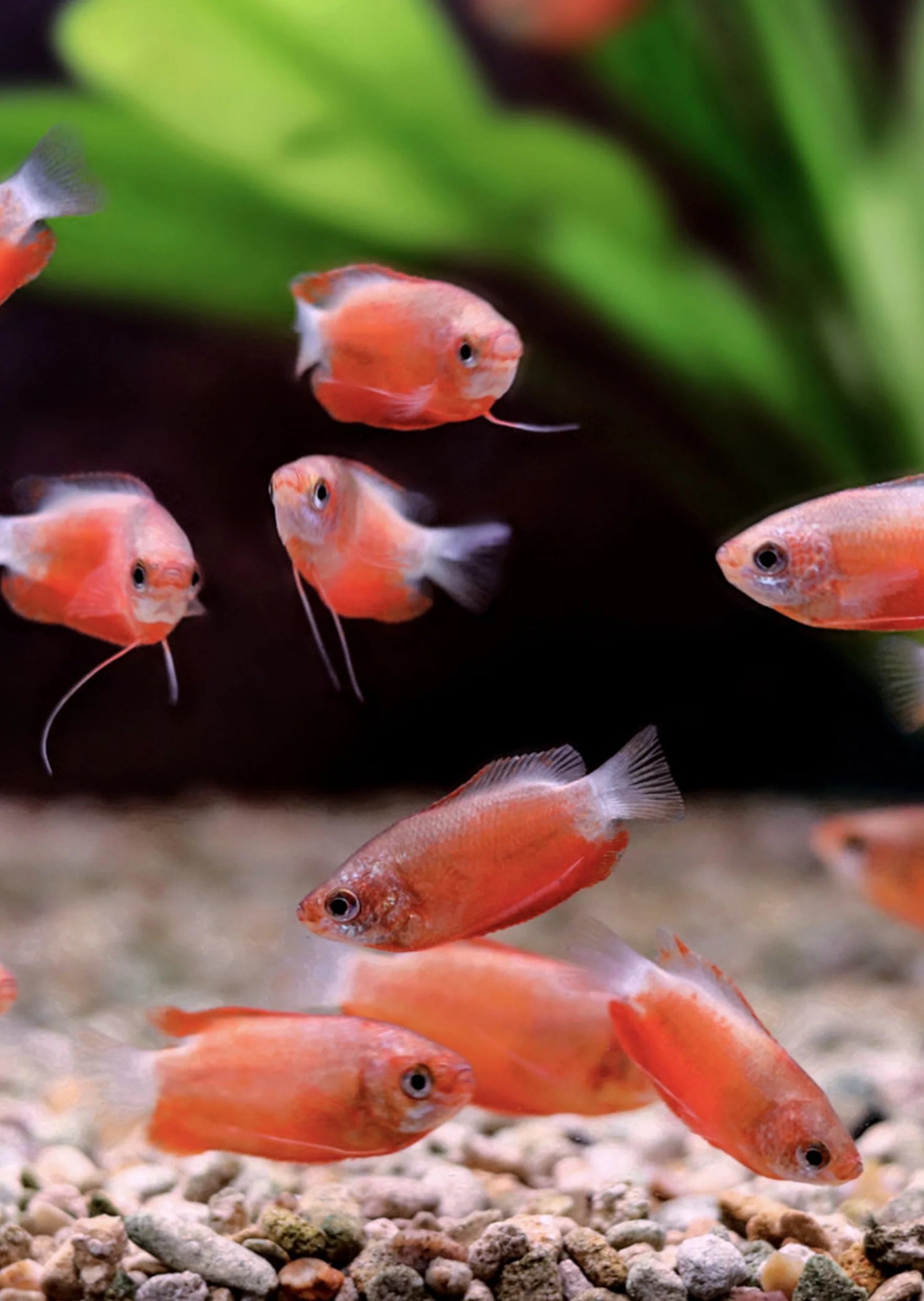 Red Robin Labiosa Gourami
