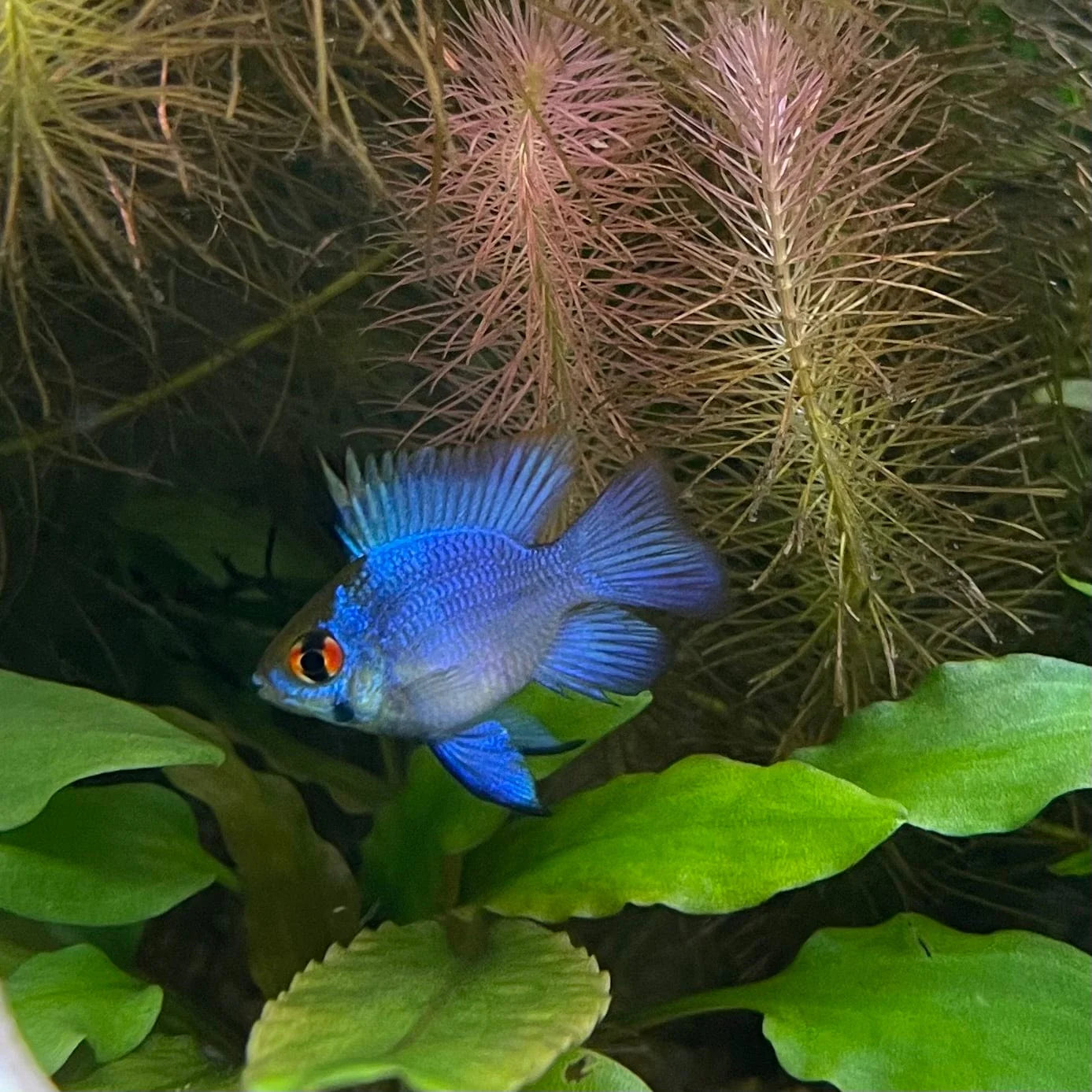 Electric Blue Balloon Ram