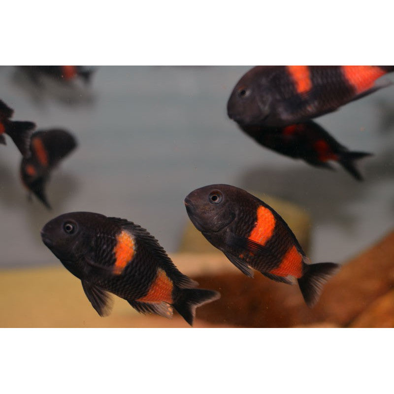 Tropheus Moorii Bulu Point (Cherry Spot)